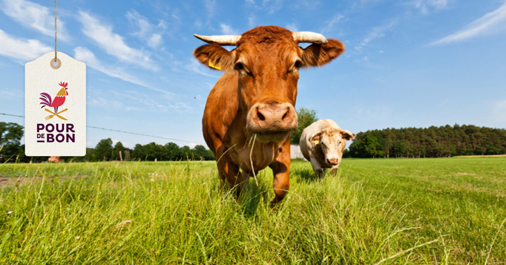 Tout savoir sur les races bovines