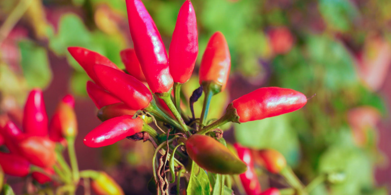 Le piment et son histoire, un beau parcours de saveurs