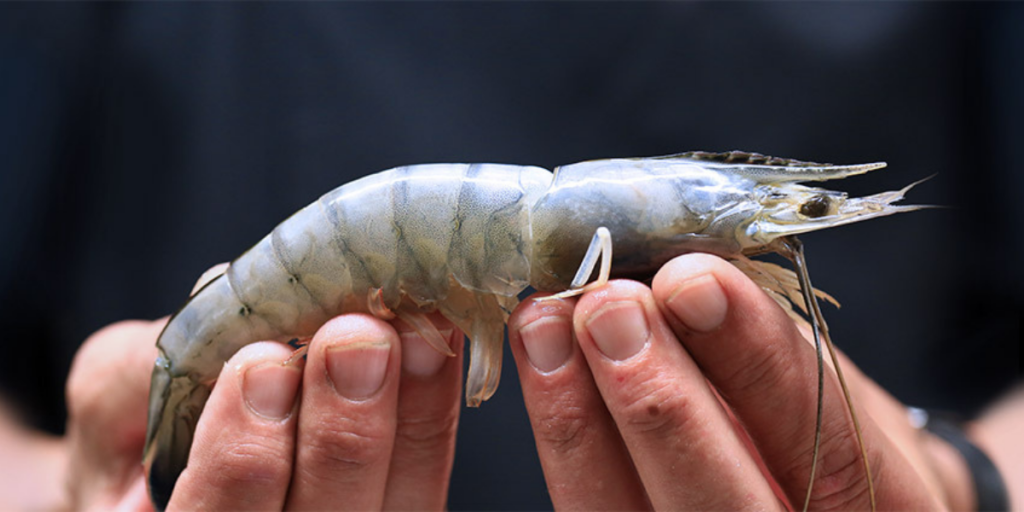 Recettes au caviar, tout ce ce qu'il faut savoir - Blog Pourdebon