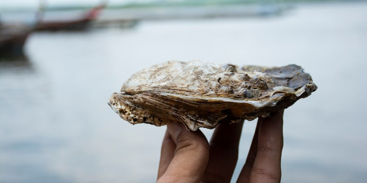 C'est quoi une huître triploïde ? - Blog Pourdebon