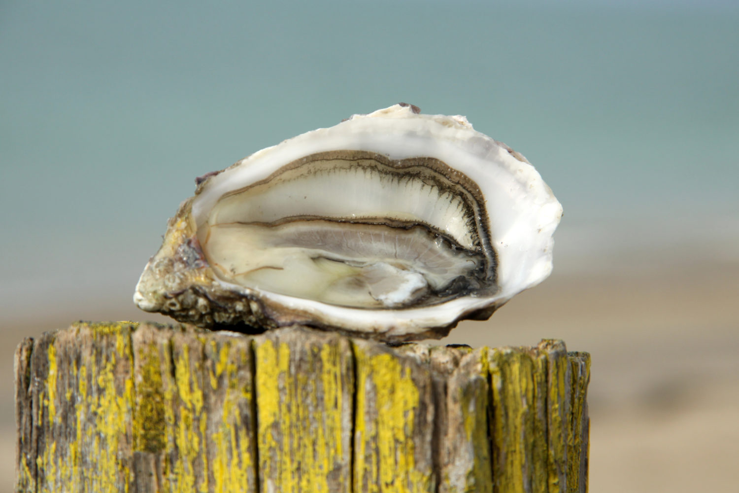 Interview Les Huîtres du Père Gus - Blog de Pourdebon