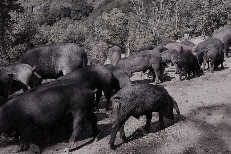 Les meilleures races de porc en France - Pourdebon