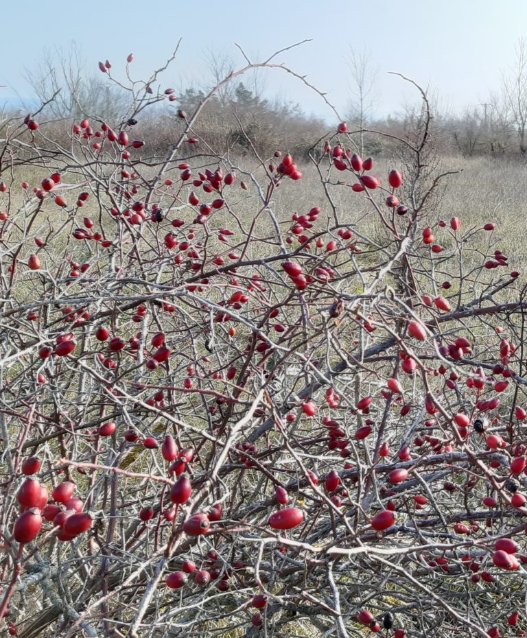Qu'est-ce que le cynorhodon