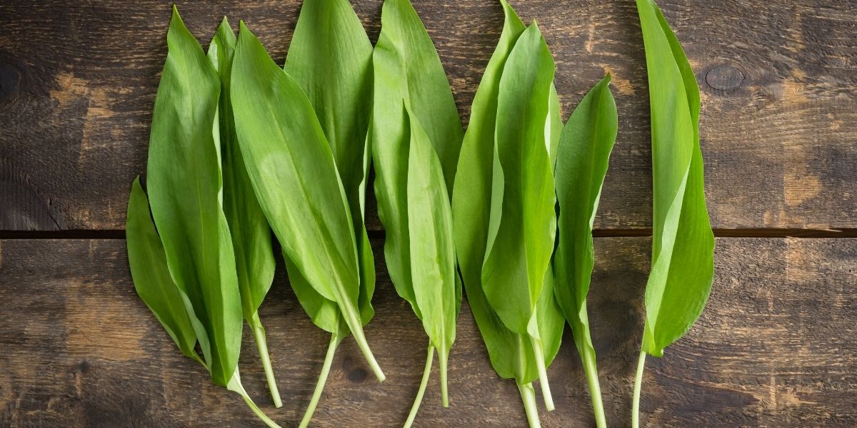 Ail des ours : tout savoir sur l'ail sauvage - Blog Pourdebon