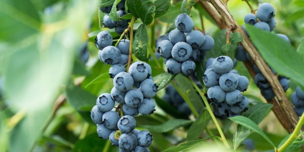 Que faire avec des myrtilles ? Nos idées recettes - Blog Pourdebon