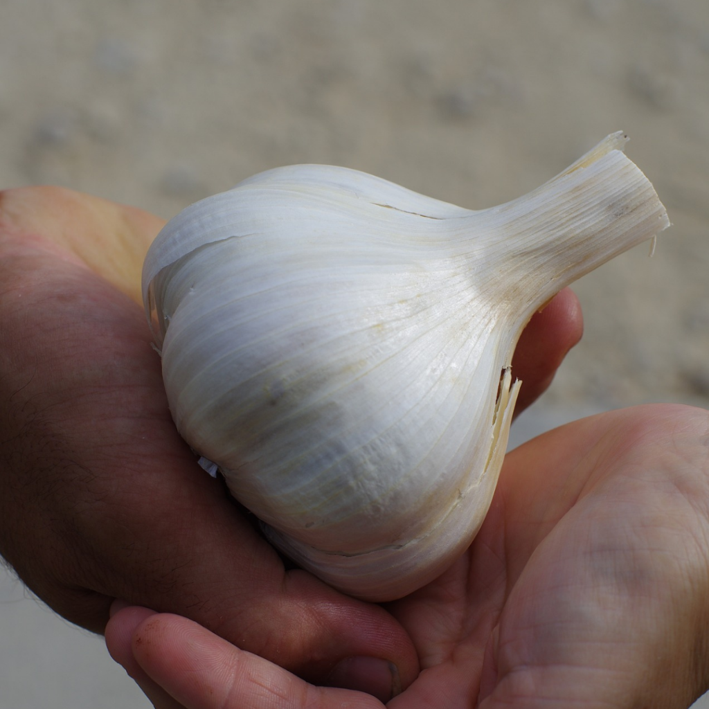 Tout savoir sur l'ail