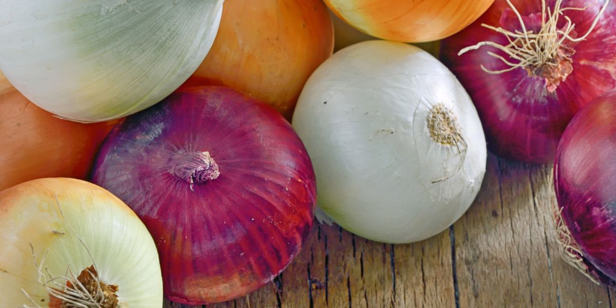 Comment cuisiner les oignons