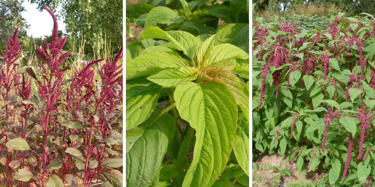 L'amarante, c'est quoi