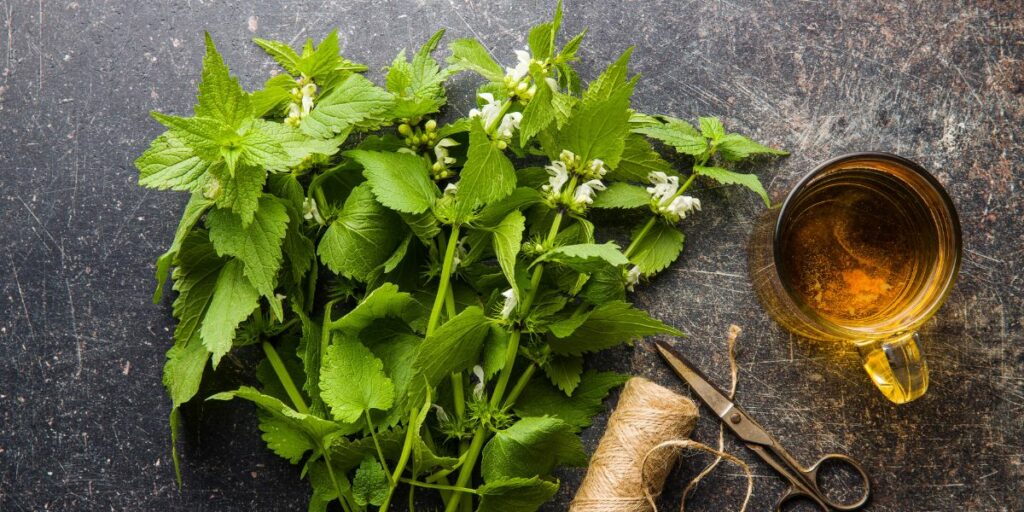 Tout savoir sur les orties - Blog de Pourdebon.com