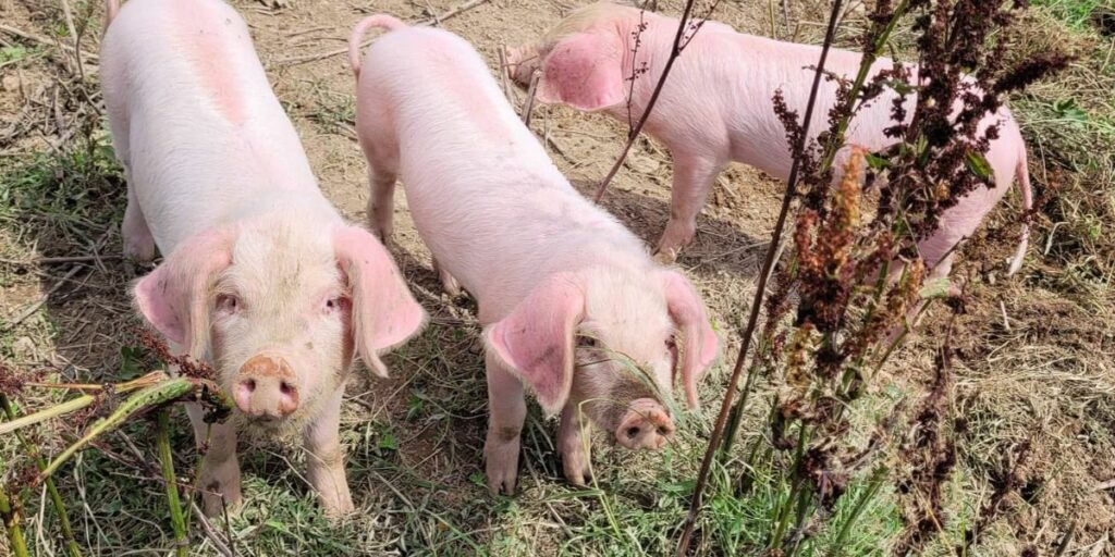 Les meilleures races de porc en France - Pourdebon