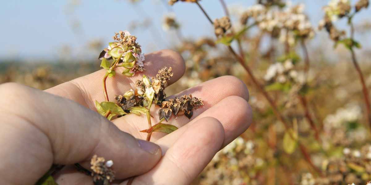 Tout savoir sur le sarrasin - Blog de Pourdebon.com