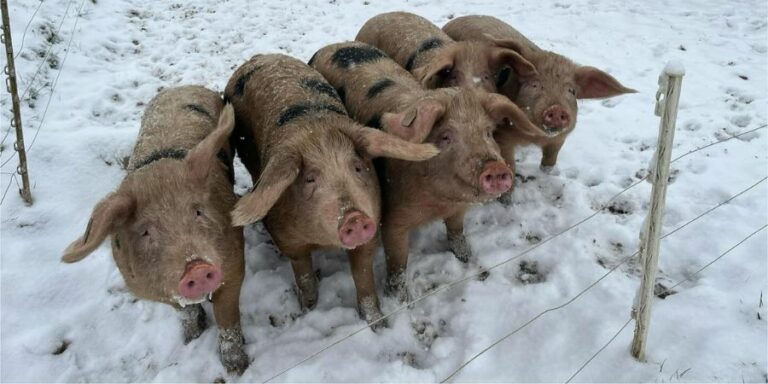 C'est quoi le porc de Bayeux ? - Blog de Pourdebon.com