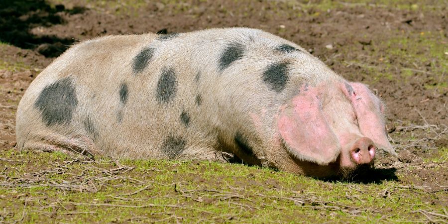 Les meilleures races de porc en France - Pourdebon